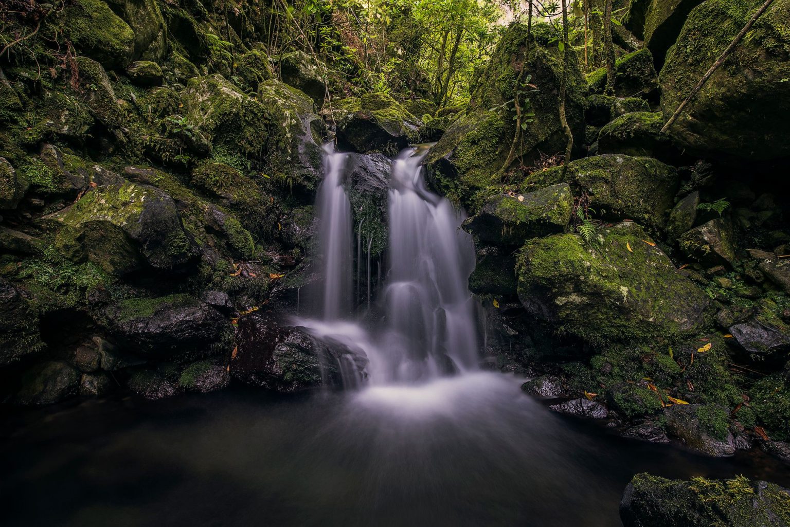 Floresta Laurissilva na Ilha da Madeira