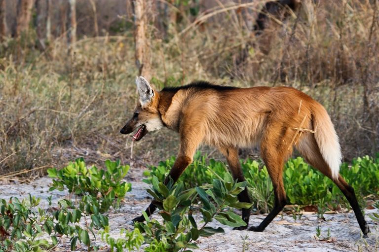 Nova nota chama a atenção para o lobo-guará